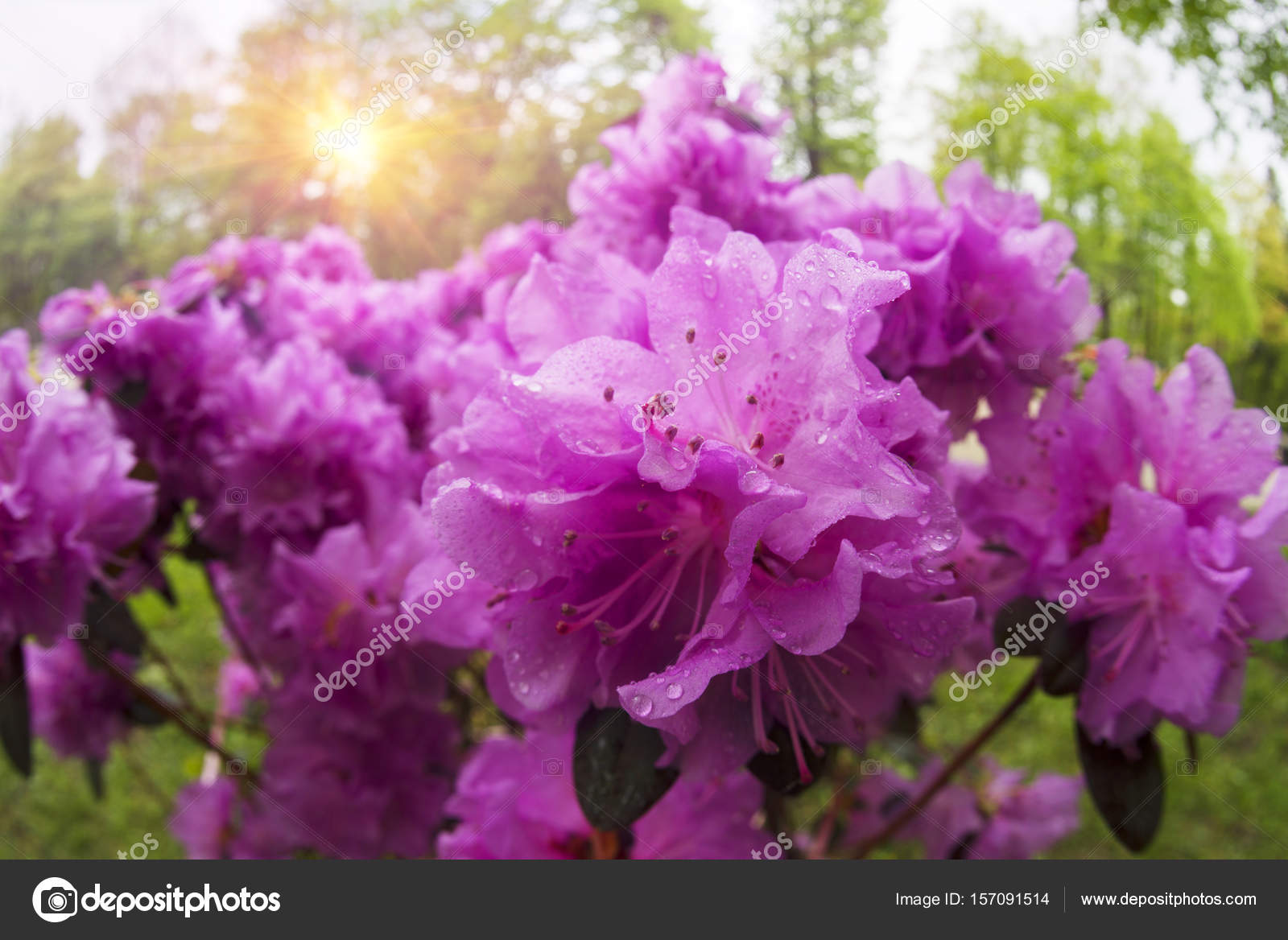 Beautiful azalea in the spring blossoms — Stock Photo © panaramka.ukr ...