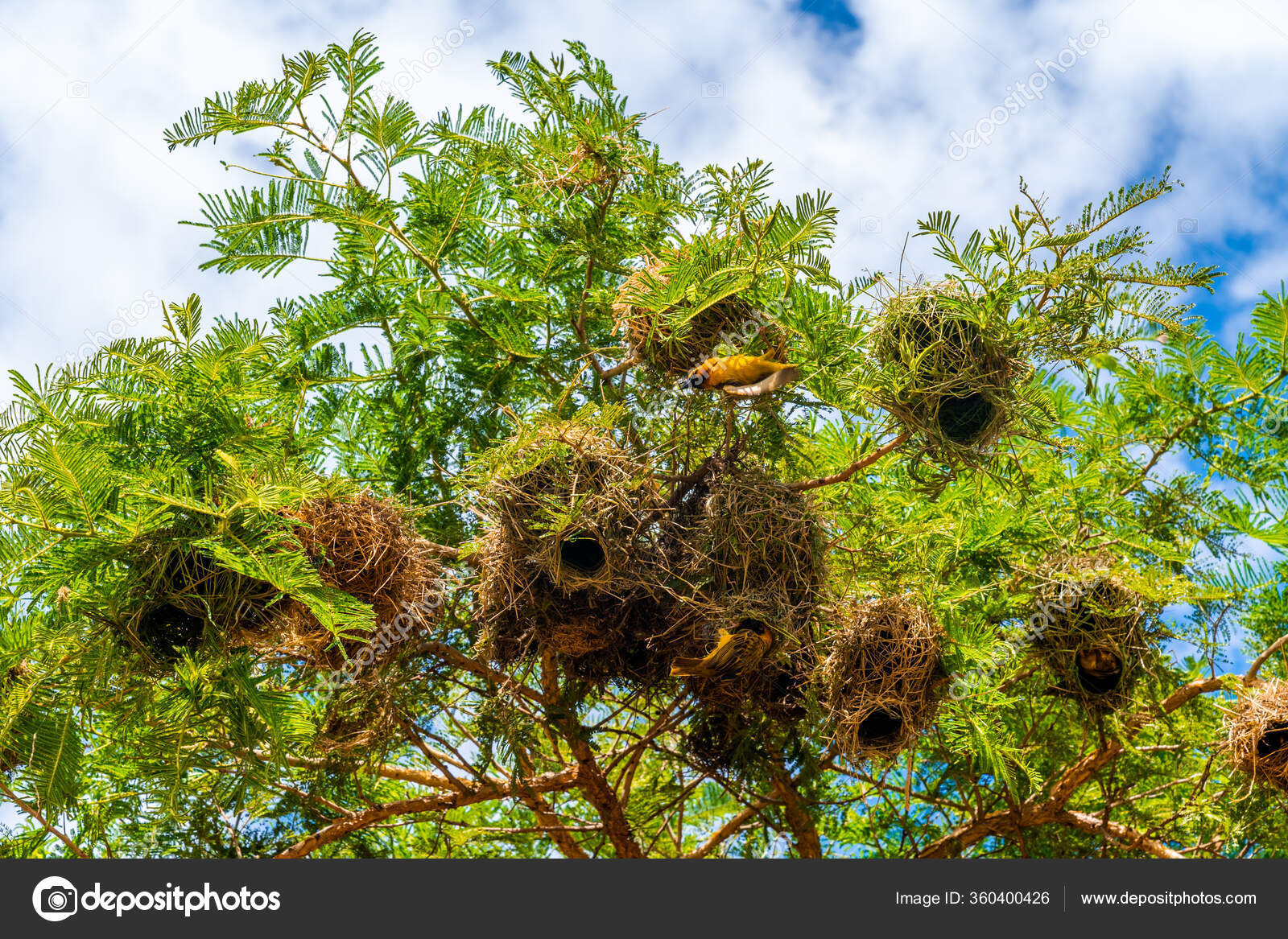 Weaver Birds Nests In Trees