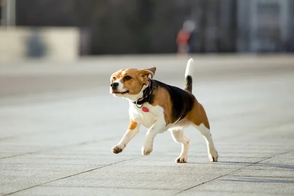 Dog front face Stock Photos, Royalty Free Dog front face Images ...