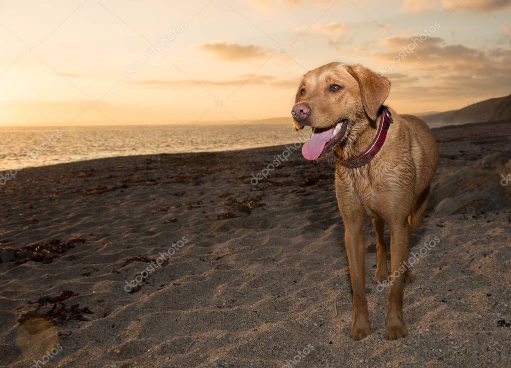 Un apuesto perro labrador amarillo mascota retirado de pie en una playa ...