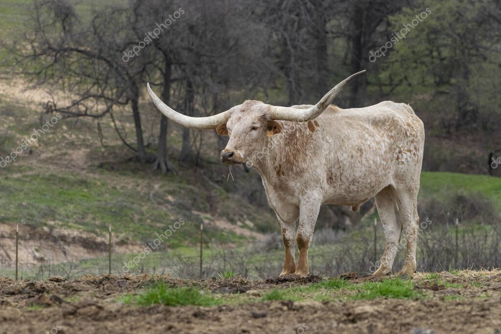 Hermoso toro Longhorn blanco hueso con cuernos largos y curvos y un ...