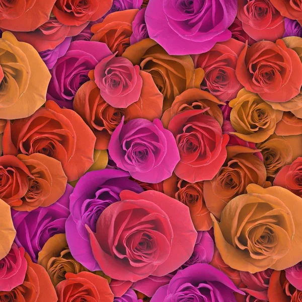 Colorful roses background — Stock Photo © Photocreo #10668818