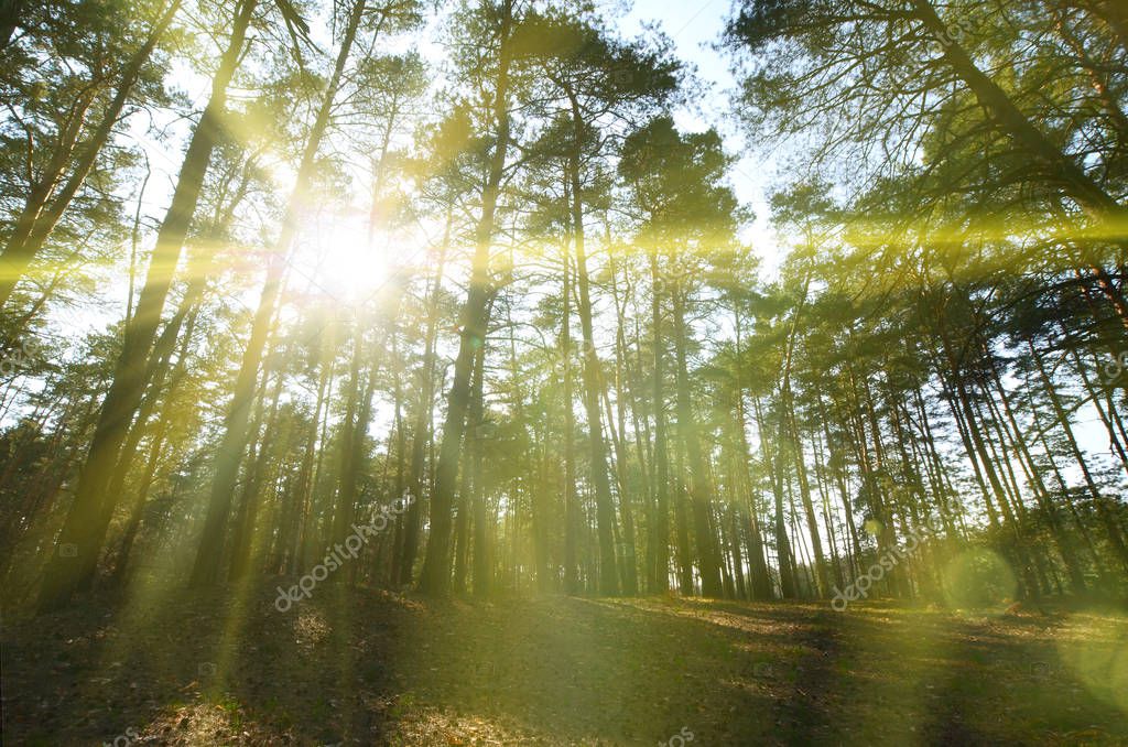 Paisaje soleado de primavera en un bosque de pinos a la luz del sol ...