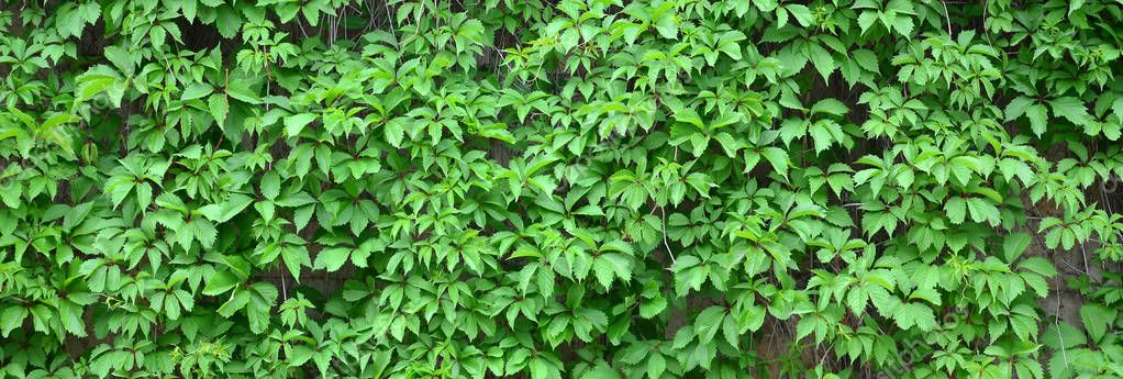 Ivy grows Stock Photos, Royalty Free Ivy grows Images | Depositphotos