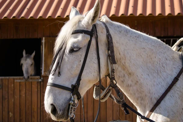 Beautiful horse arena Stock Photos, Royalty Free Beautiful horse arena ...