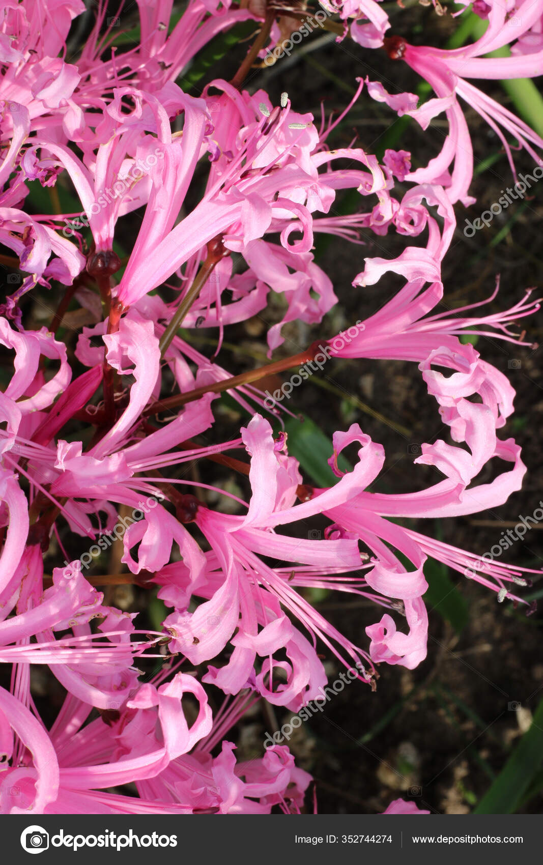 Nerine Bouquet