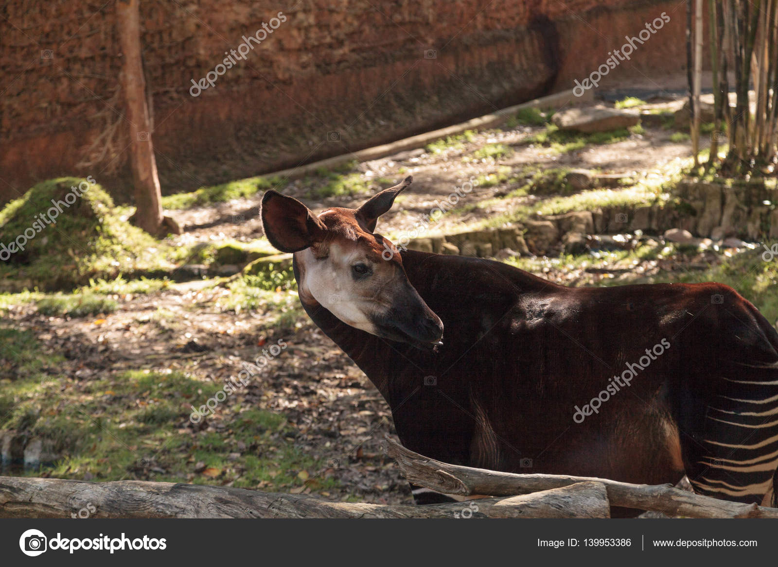 Okapi, Okapia johnstoni — Stock Photo © stephstarr9363@gmail.com #139953386