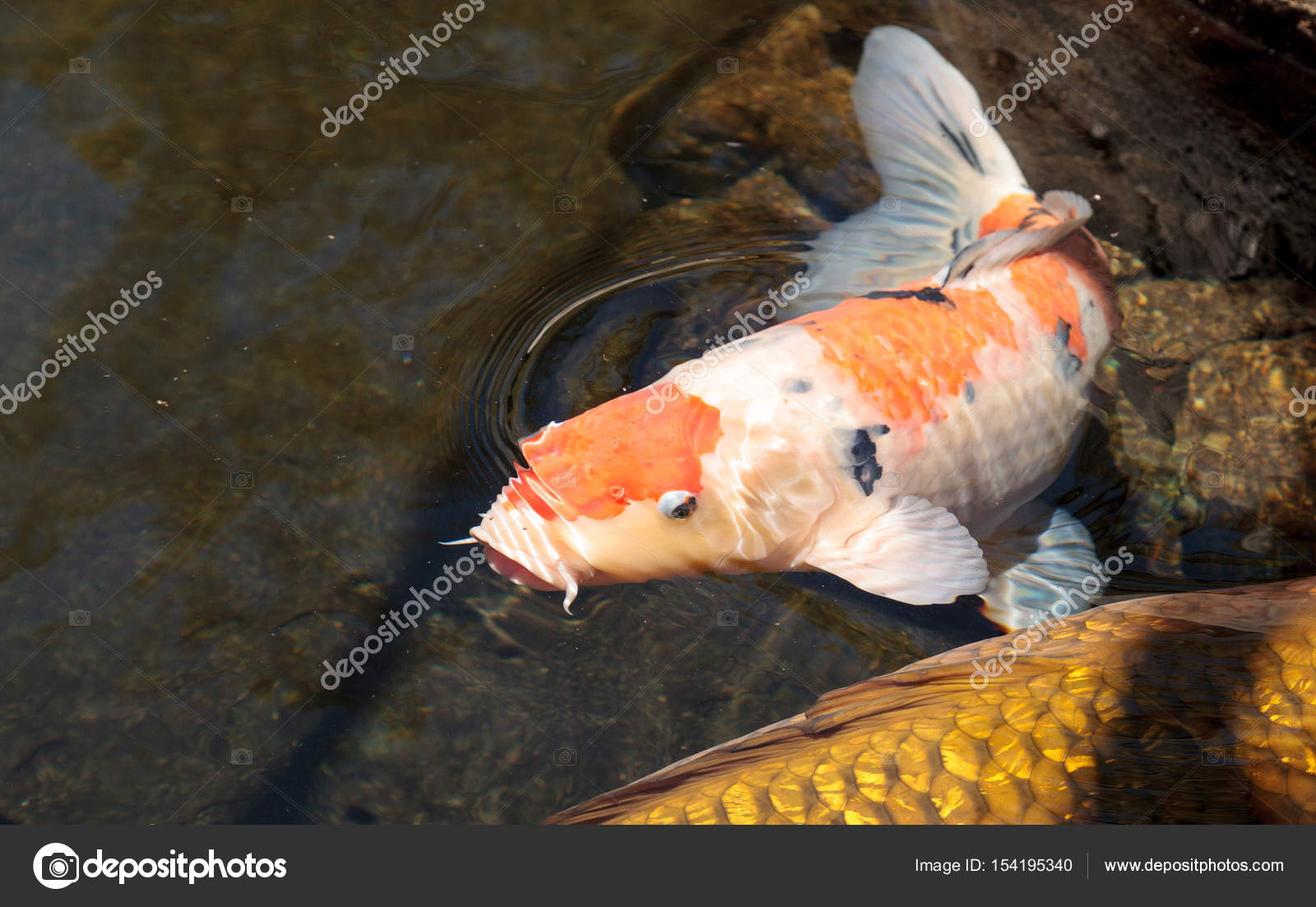 Pez koi, Cyprinus carpio haematopterus — Foto de stock #154195340 ...