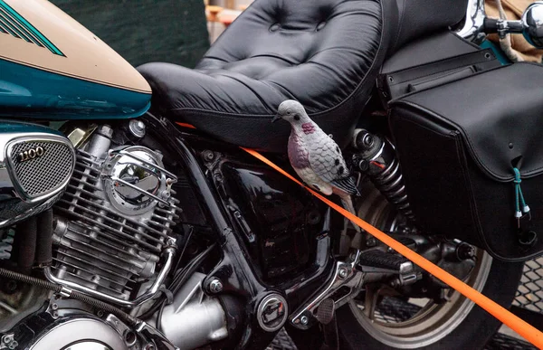 Bird motorcycle Stock Photos, Royalty Free Bird motorcycle Images ...