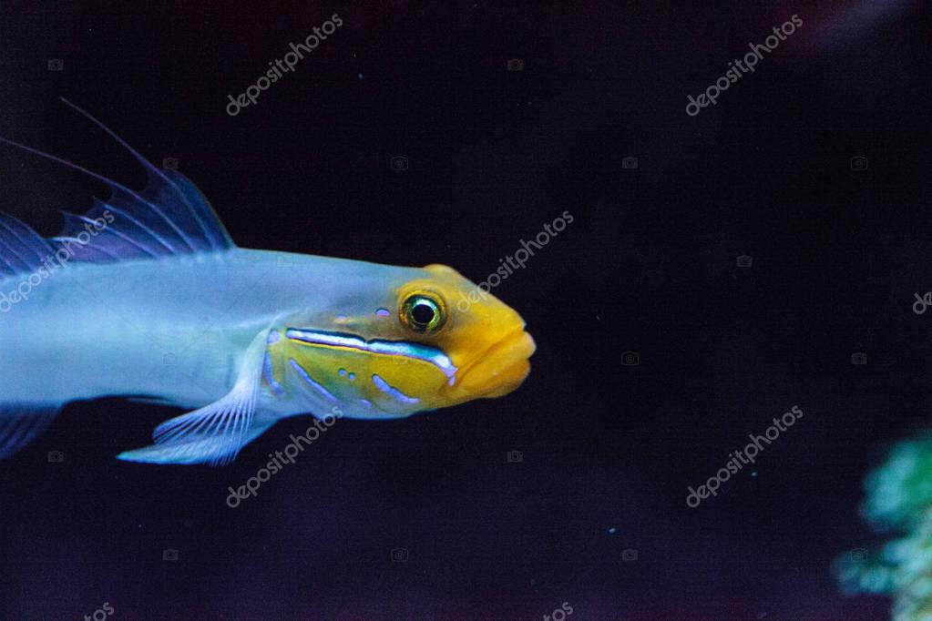 Dormilón Cabeza de Goby pez Valenciennea strigata 2025