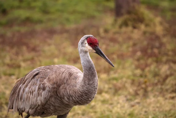 Sandhill crane Stock Photos, Royalty Free Sandhill crane Images ...