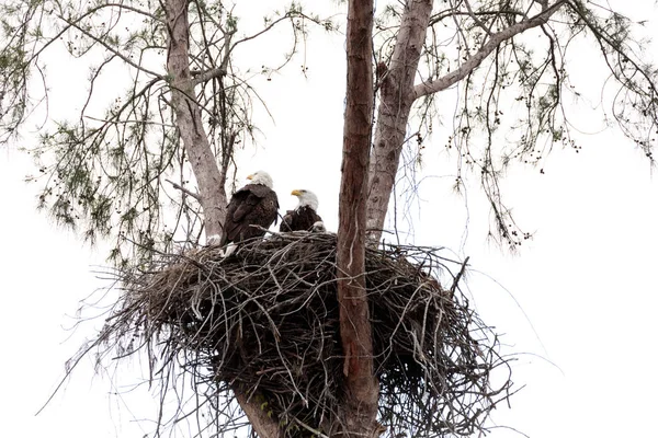Bald eagle family Stock Photos, Royalty Free Bald eagle family Images ...