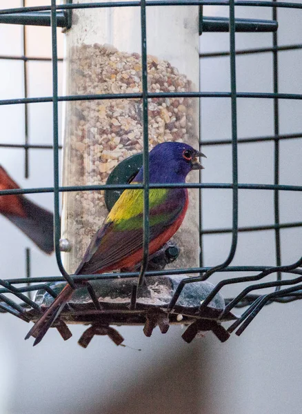 Bright Male Painted bunting bird Passerina ciris - Stock Image - Everypixel
