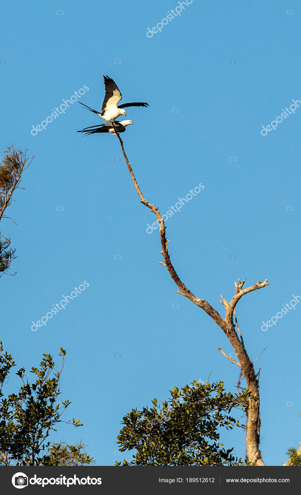Two Swallow-tailed kite birds mate on top of a dead tree — Stock Photo ...