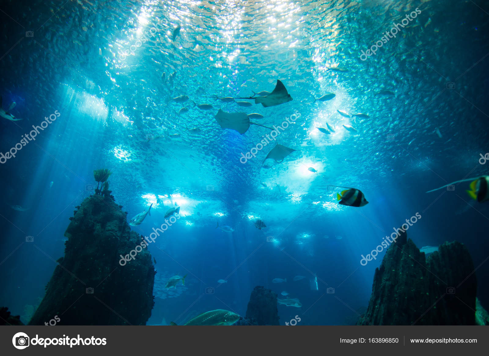 Ocean giant fish world in aquarium for observation. Stock Photo by ©dan ...