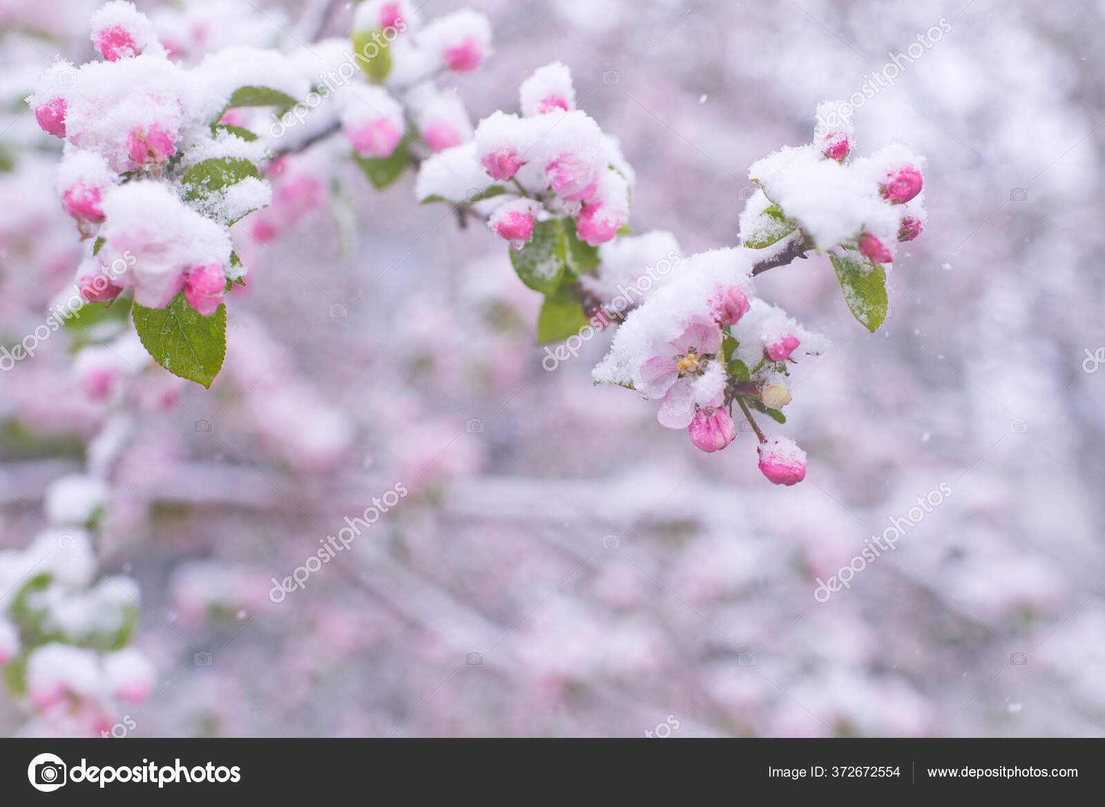 Beautiful spring apple blossoms covered with snow. Bloom tree flowers ...
