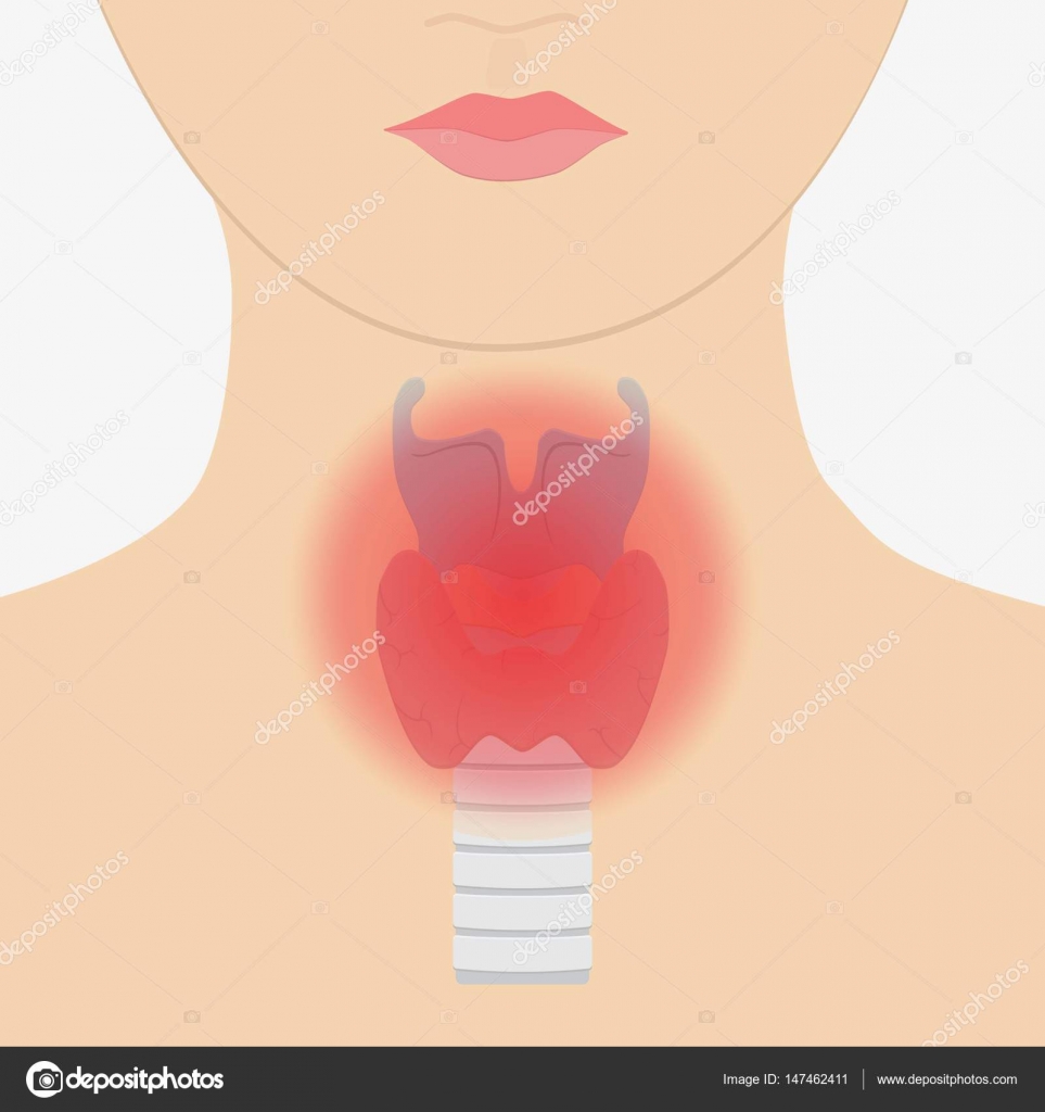 Human larynx anatomy Stock Vector Image by ©hlivnyk.a.gmail.com #147462411