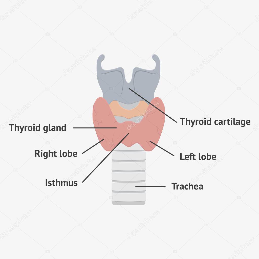 Anatomía de la laringe humana 2023