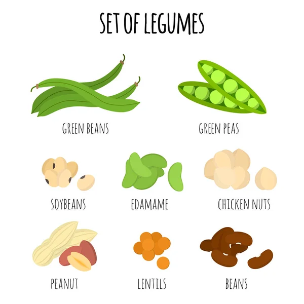 Leguminosas: vectores, gráficos, imágenes vectoriales | Depositphotos®