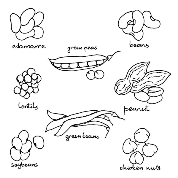 Doodle legumes Vector Art Stock Images | Depositphotos