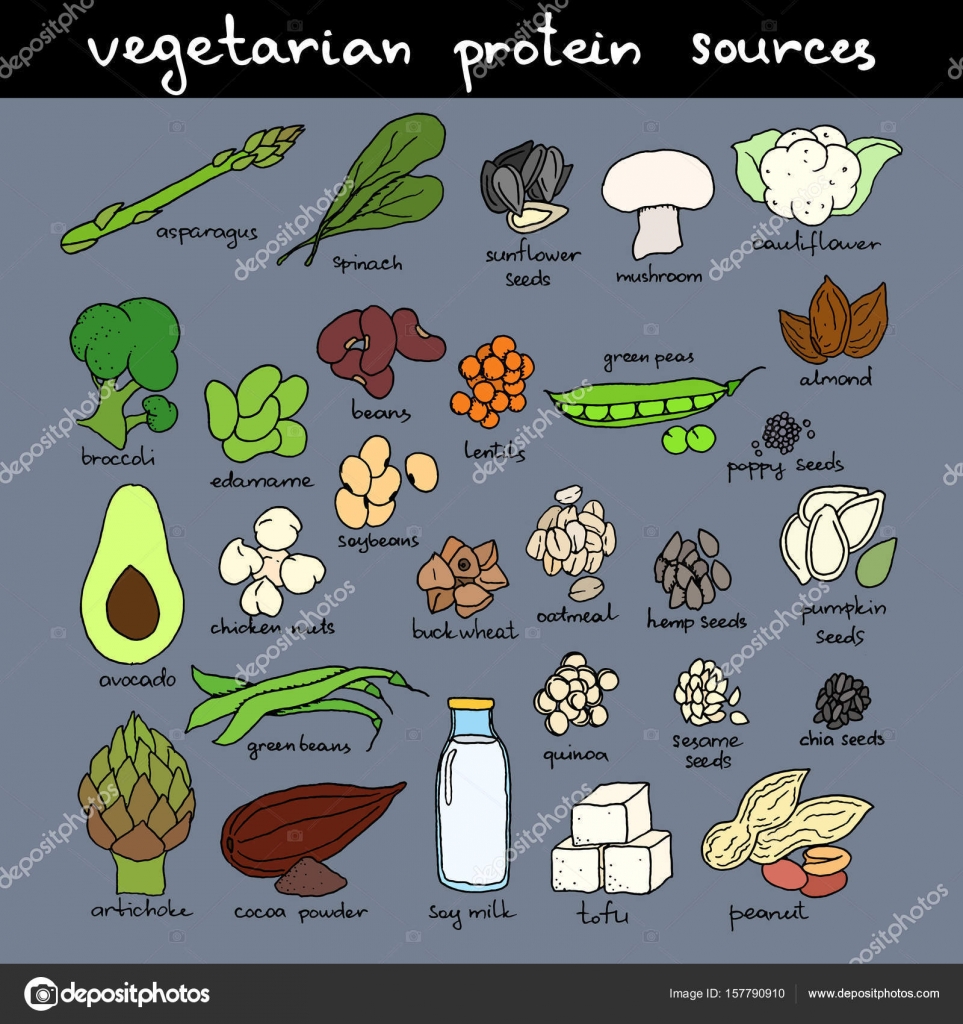 Hand drawn vegan protein sources Stock Vector Image by ©unununij #157790910