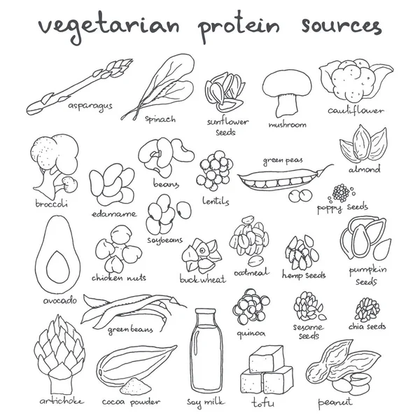 Hand drawn vegan protein sources — Stock Vector © unununij #157790718