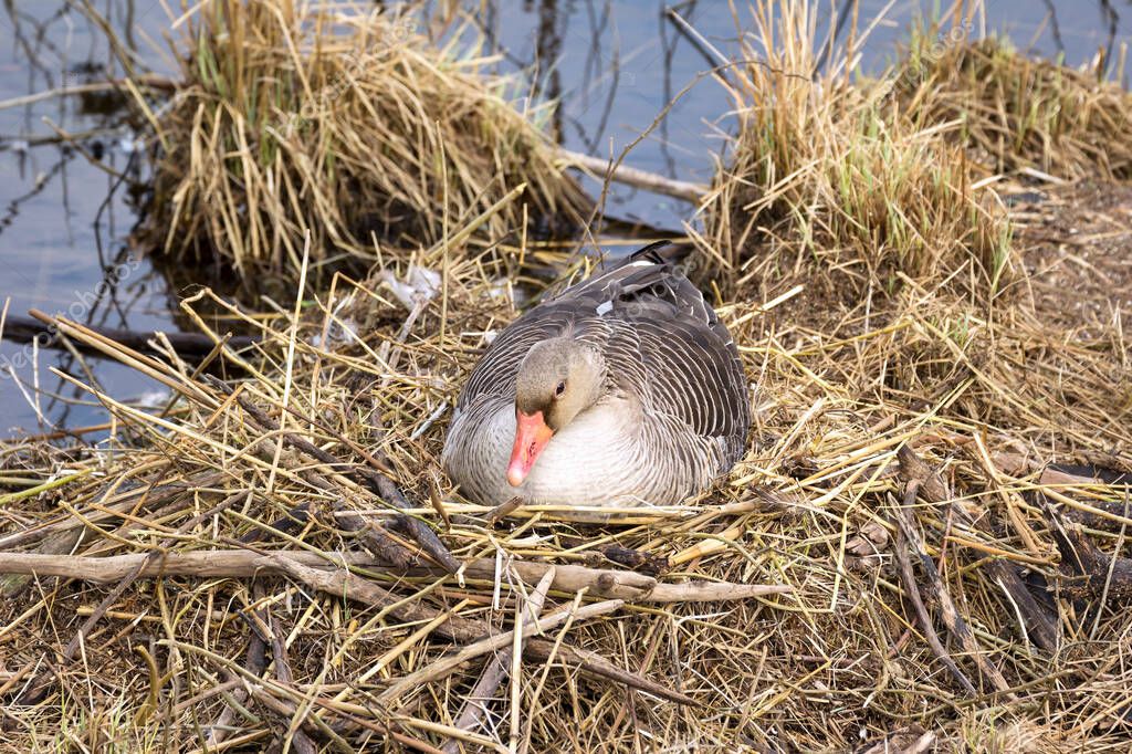 Las aves se reproducen en todas partes en primavera. Aquí un ganso gris ...