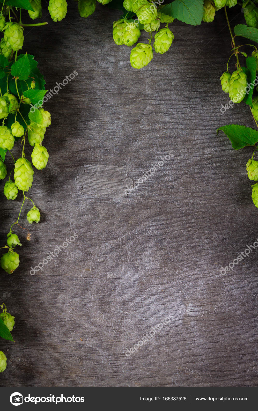Hops cone and leaf Stock Photo by ©cegli.o2.pl 166387526
