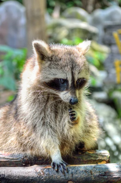 Mapache mexicana fotos de stock, imágenes de Mapache mexicana sin ...