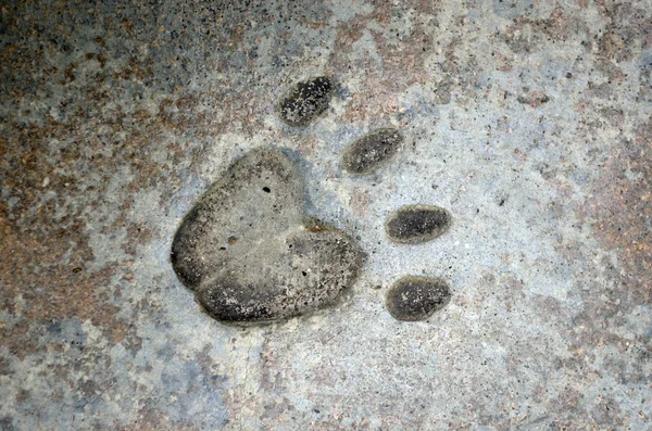 Huella de ratón fotos de stock, imágenes de Huella de ratón sin ...