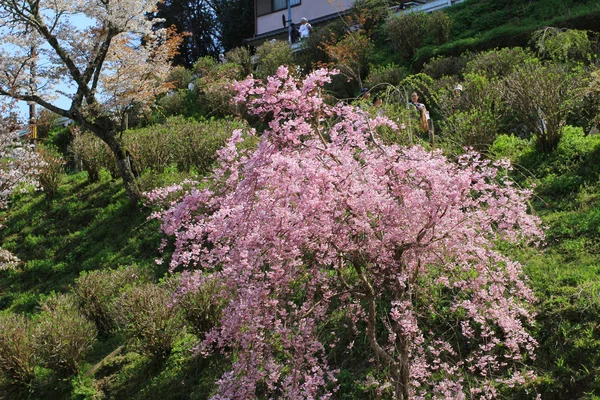Hakone spring Stock Photos, Royalty Free Hakone spring Images ...