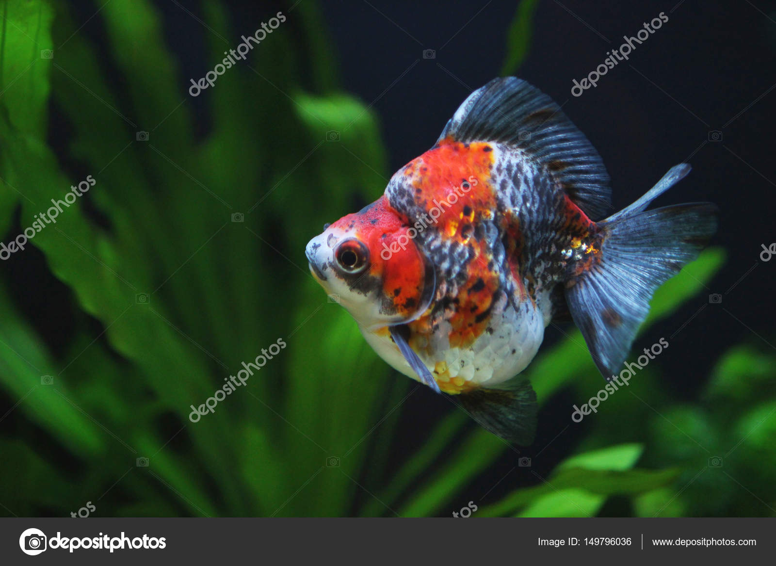 Ryukin Goldfish Tank