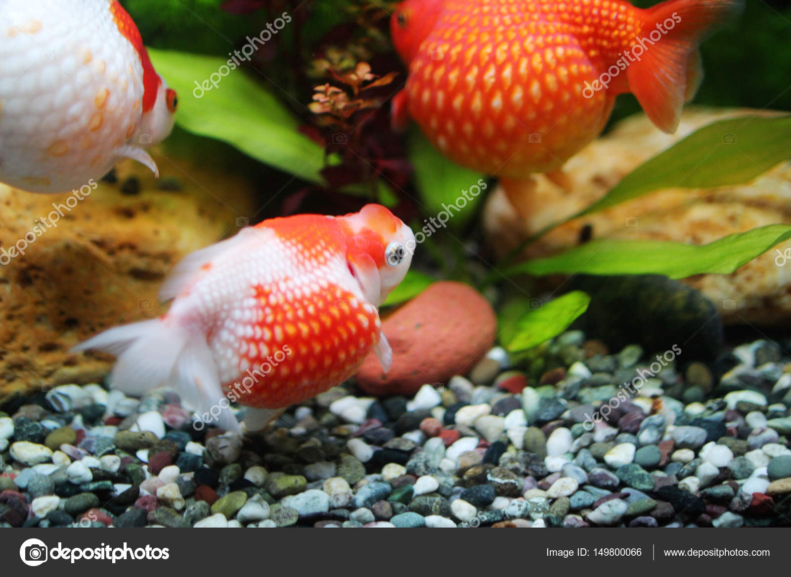 Golf ball peralscale gold fish Stock Photo by ©sameashk.yahoo.com.hk ...