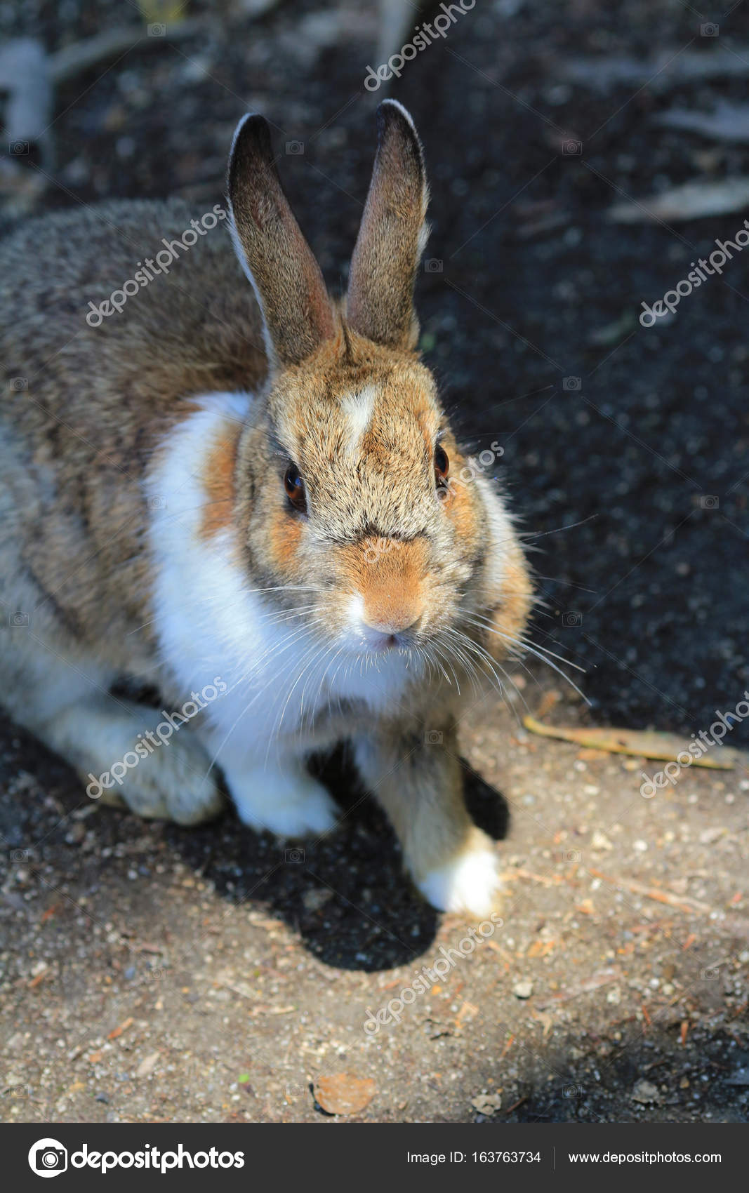 Many rabbit at Okunoshima, Japan Stock Photo by ©sameashk.yahoo.com.hk ...