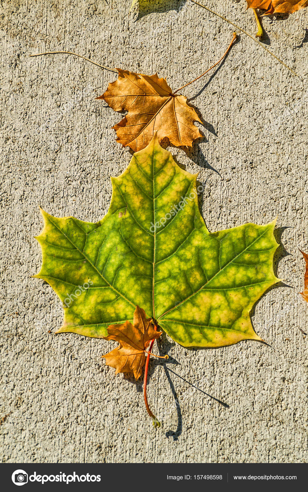 Large and Small Maple Leaves — Stock Photo © mtsue #157498598