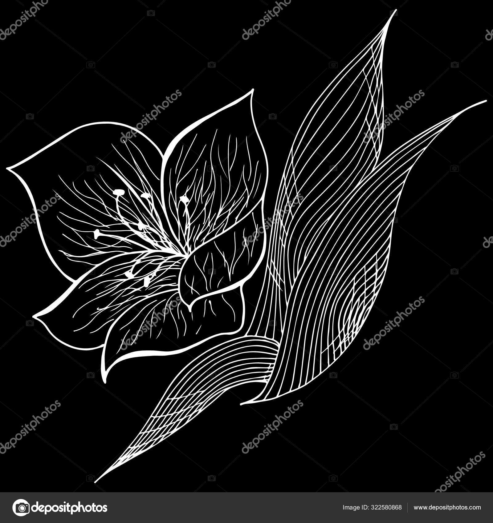 Engraved hand drawn abstract orchid. Retro flowers hand outline orchid ...
