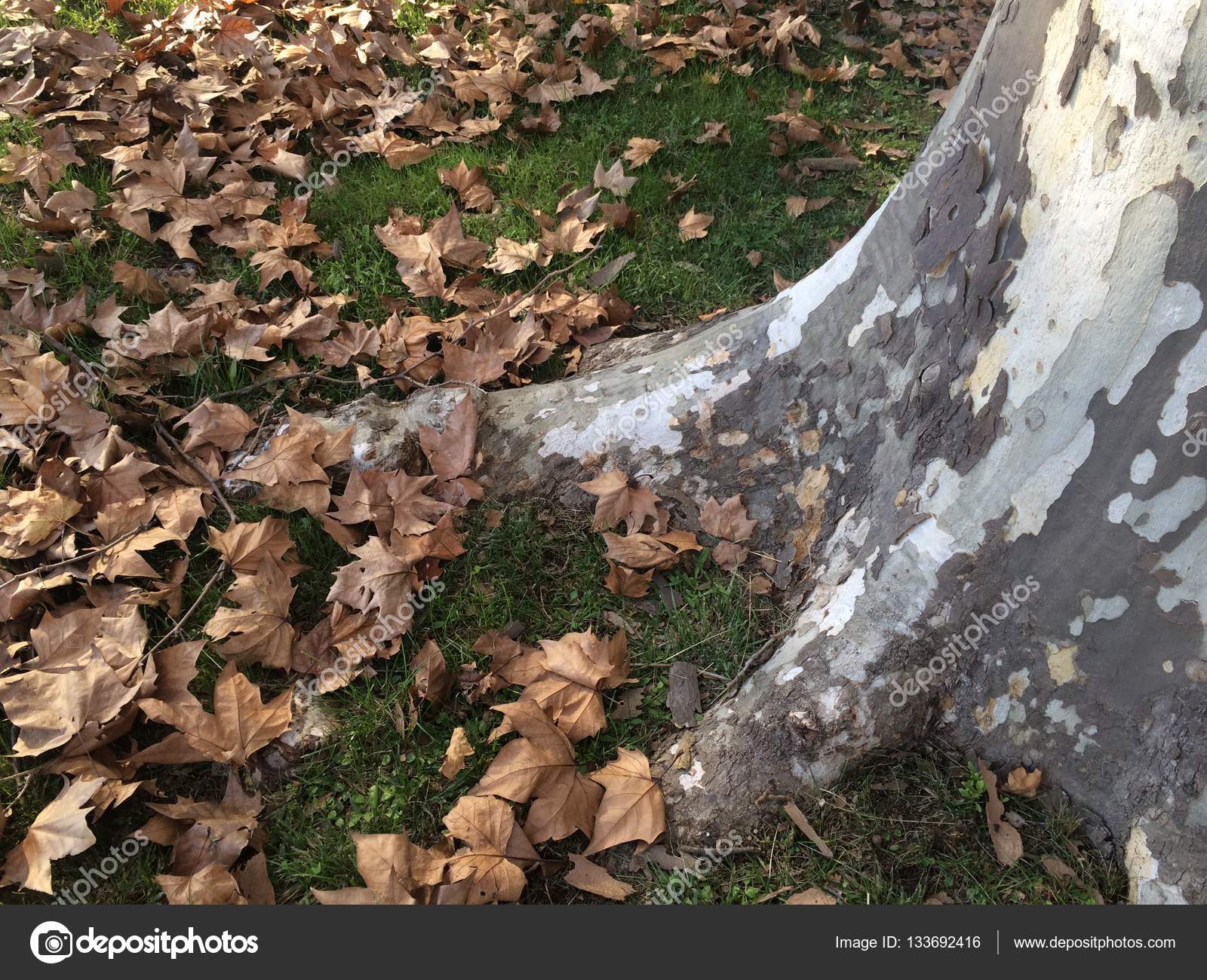 Plane tree and falling leaves in the autumn garden Stock Photo by ...