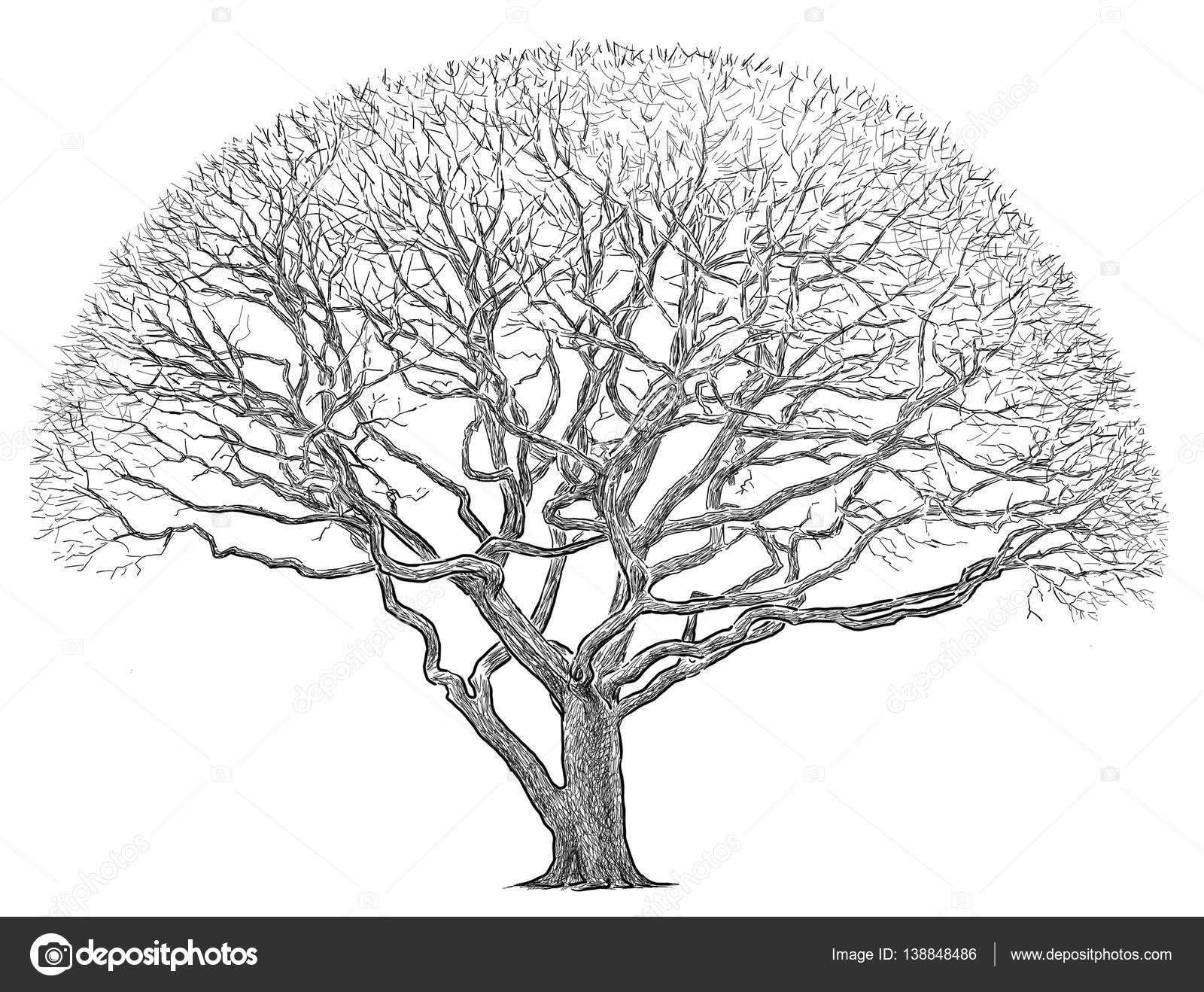 Simple Maple Tree Drawing