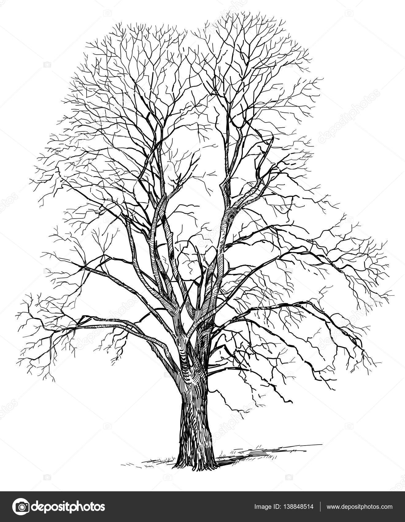 Deciduous Trees Drawing
