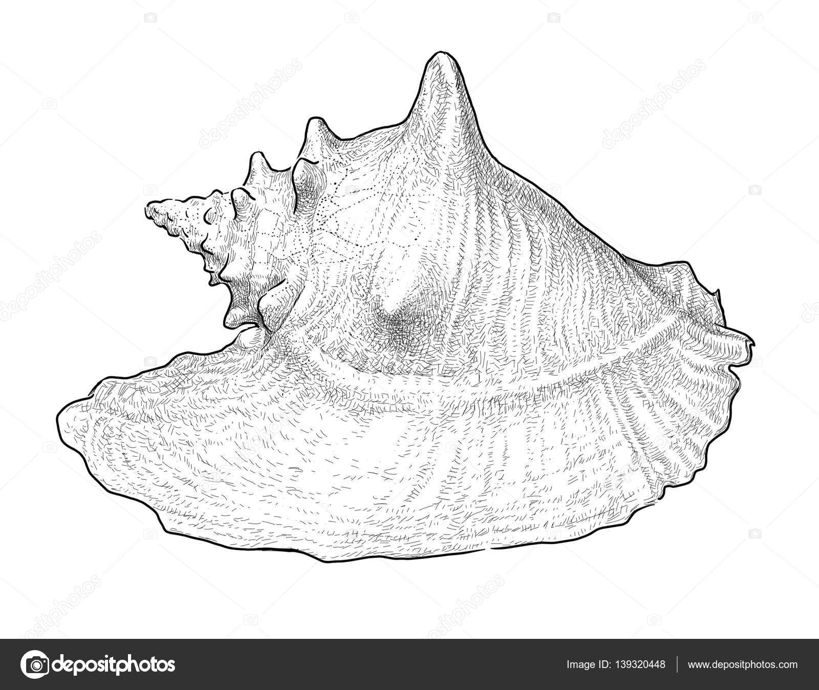 Sketch of a big sea shell Stock Illustration by ©mubaister@gmail.com ...