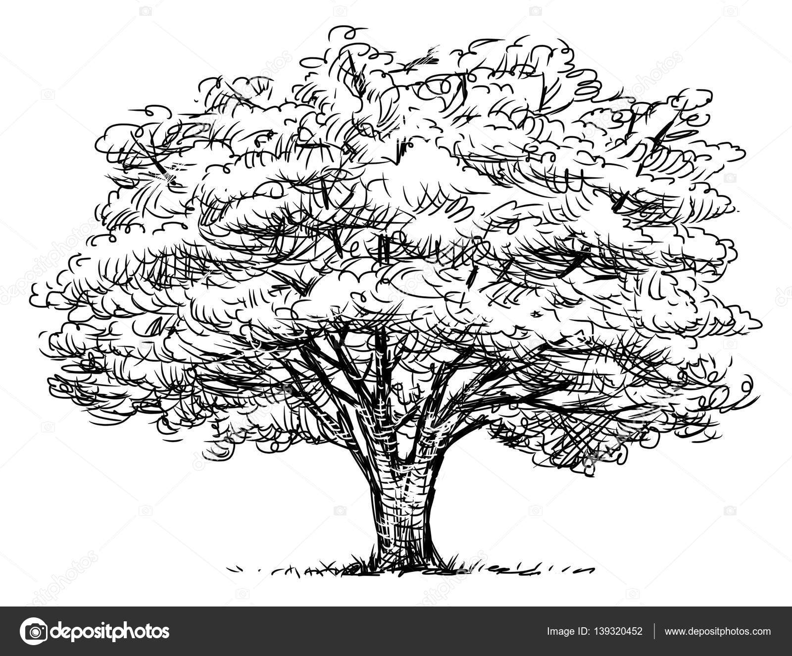 Deciduous Trees Drawing