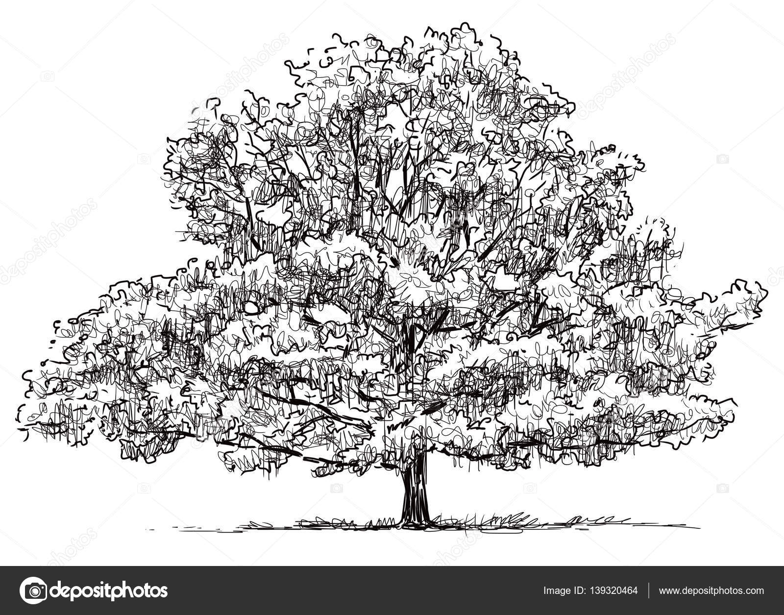 Bare Oak Tree Drawing