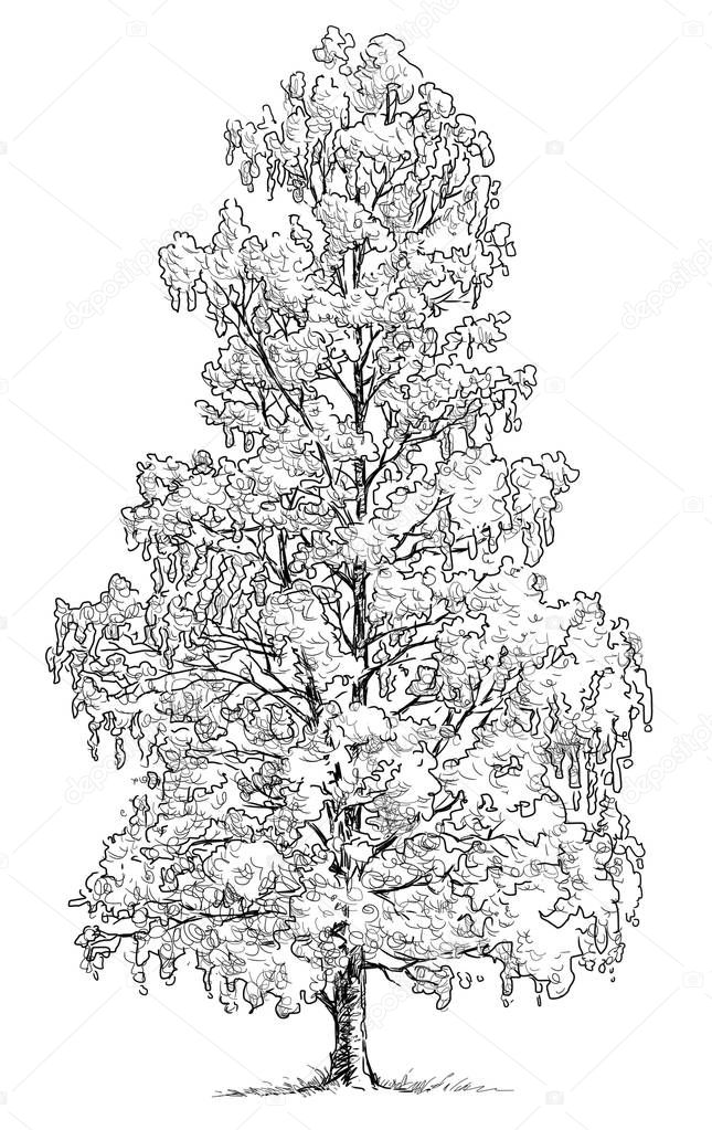 Images: birch tree sketch | Sketch of a birch tree — Stock Photo ...