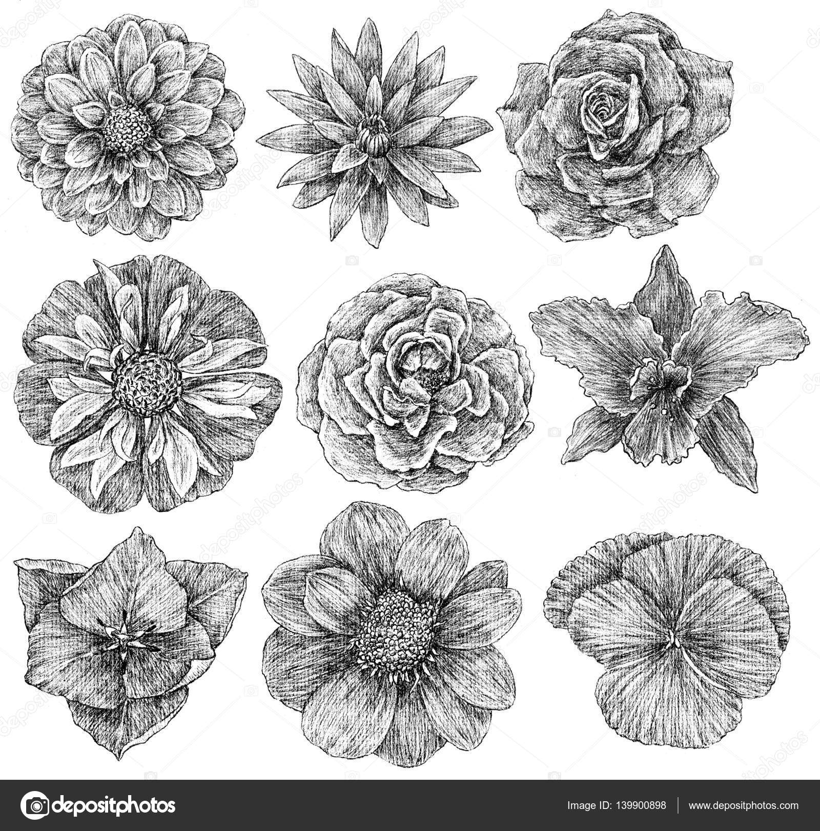 All Types Of Flowers Drawings