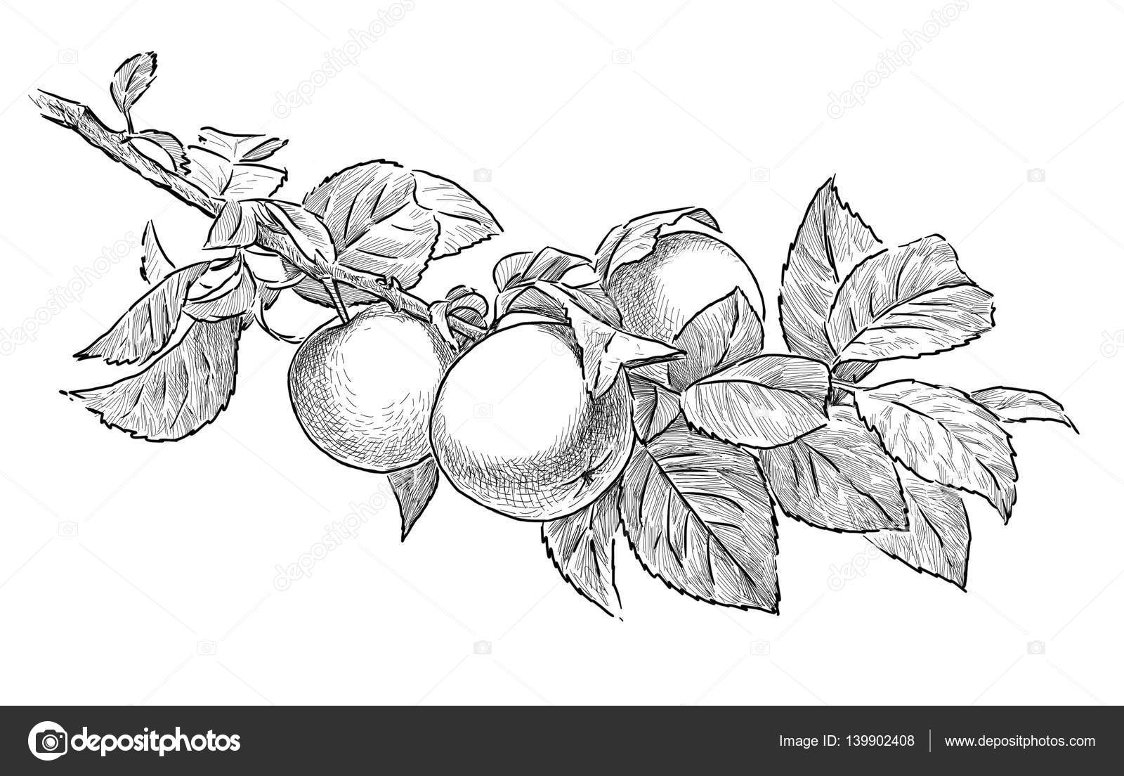 Apple Tree Branches Drawing