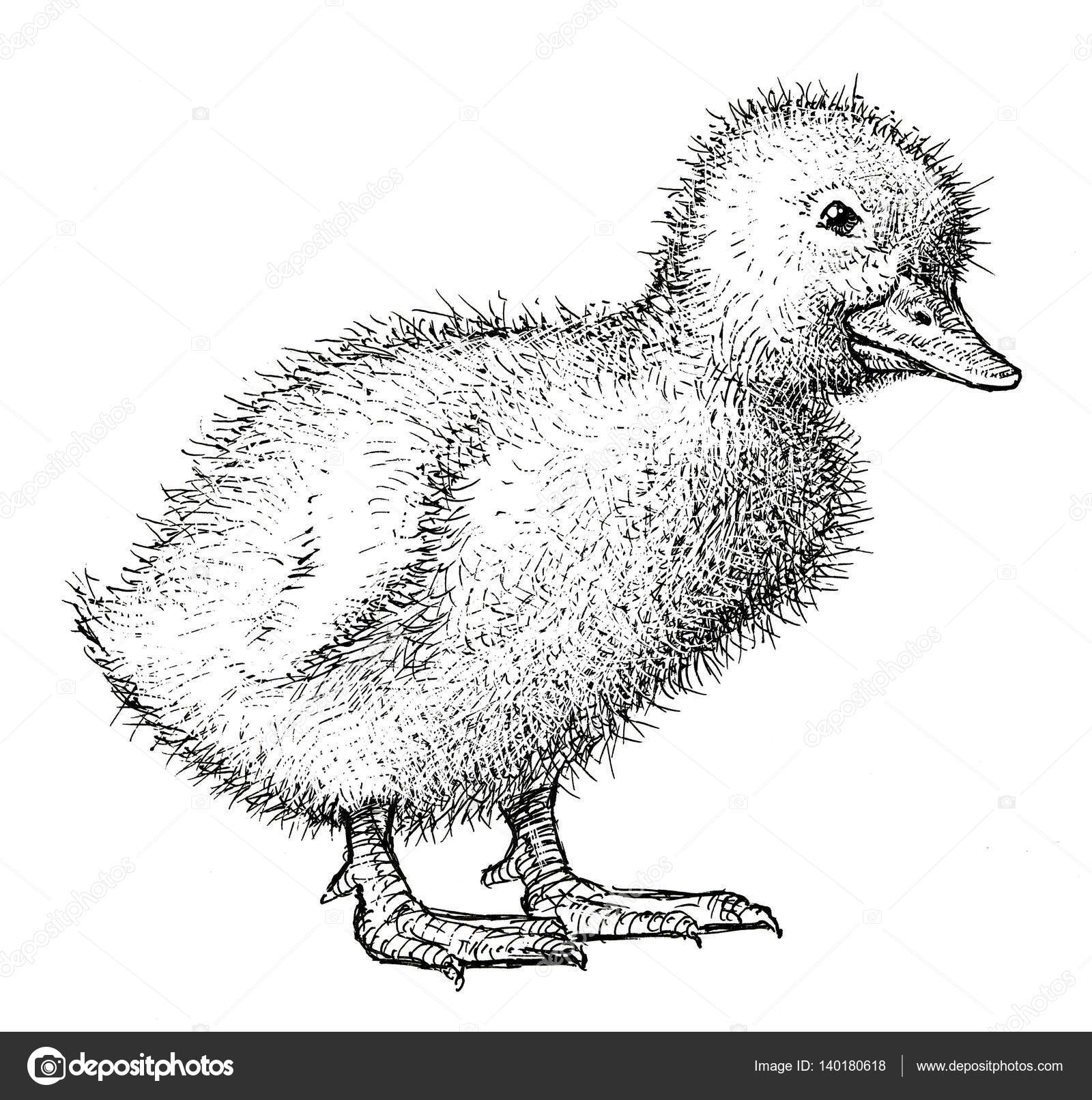 Duckling Drawings
