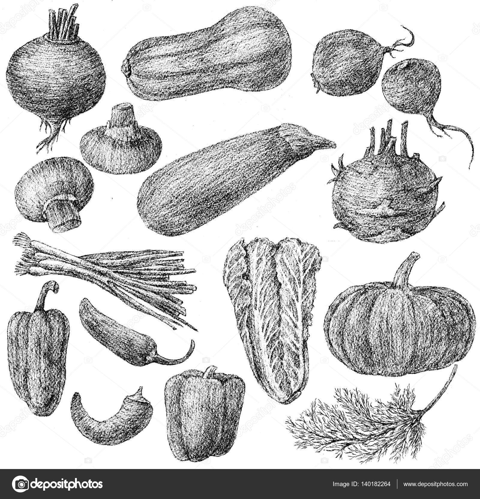 Hand-drawings of the different vegetables Stock Illustration by ...