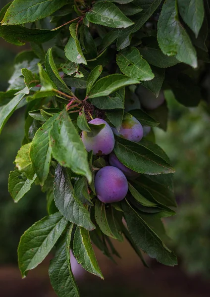 Plum tree Stock Photos, Royalty Free Plum tree Images | Depositphotos