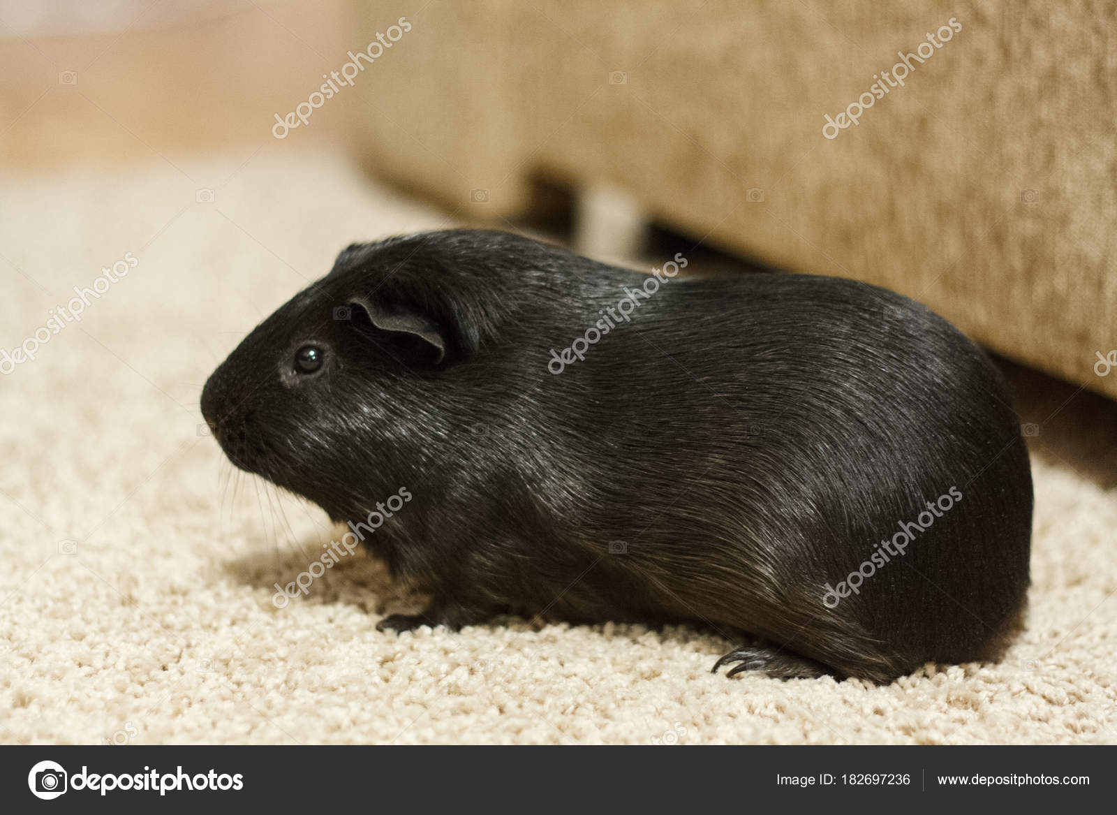 cuy negro - Foros Perú