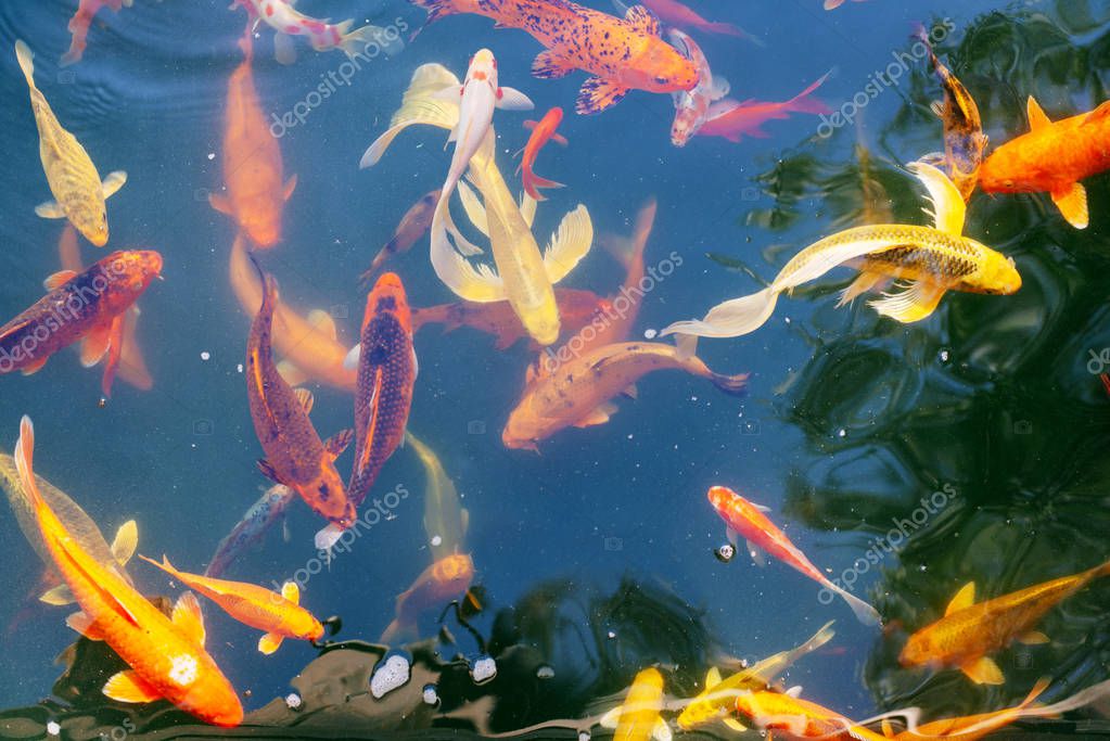 Colorful Japanese Koi Carp fish in a lovely pond in a garden. — Stock ...